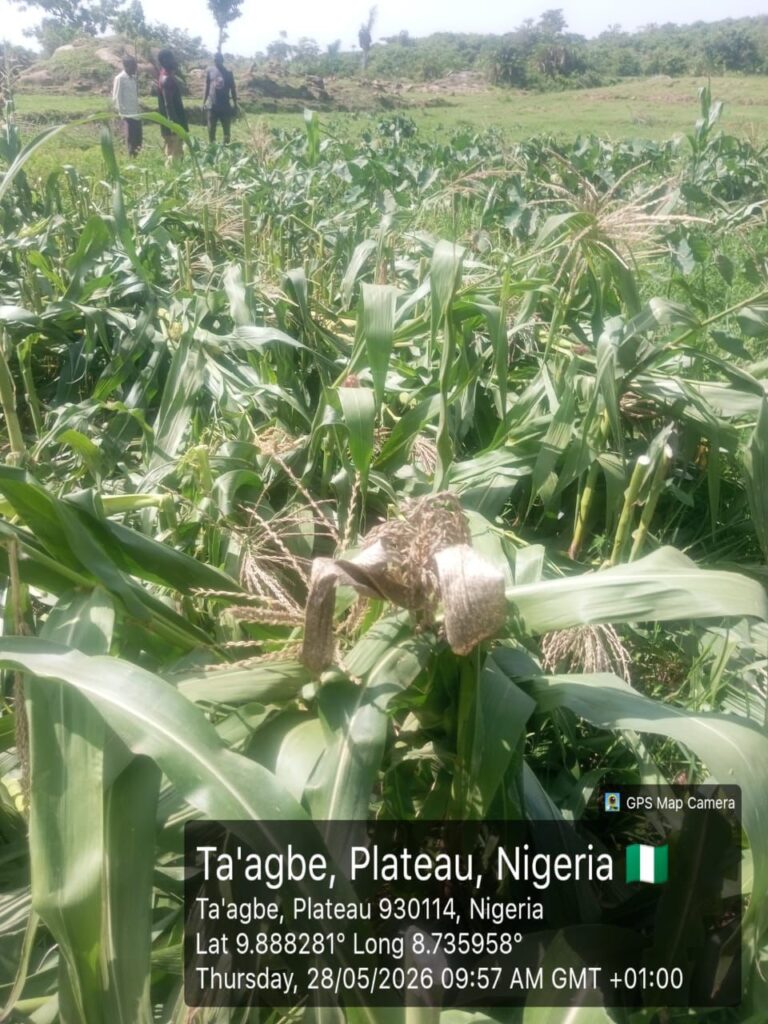 Troops launch manhunt for herders after alleged destruction of farms in ...